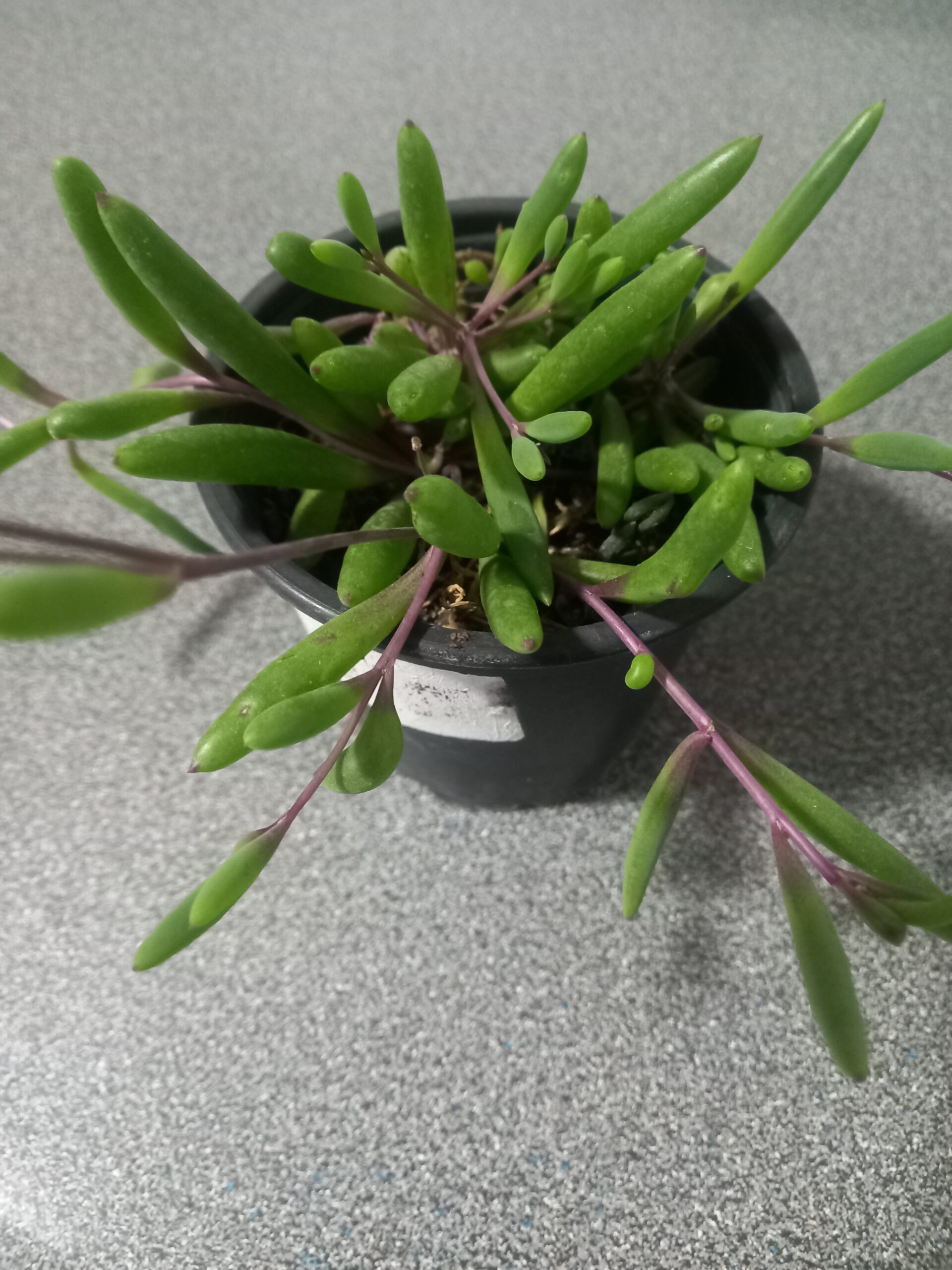 Othonna capensis - TG Market